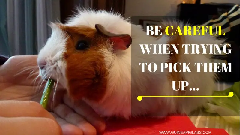 How to Take Care of a Guinea Pig for Beginners - 9 Essential Steps to a ...