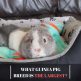 What guinea pig breed is the largest? - Guinea Pig Tube