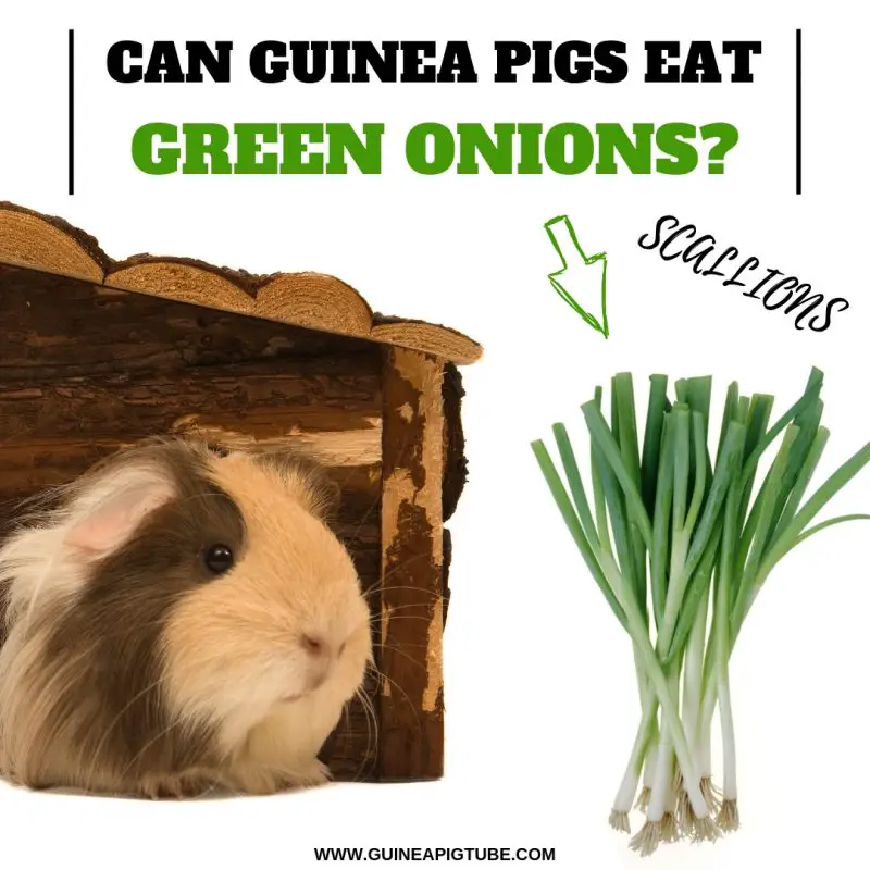 Can Guinea Pigs Eat Green Onions Scallions Serving Size And
