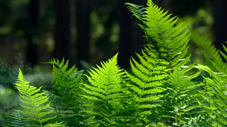 Can Guinea Pigs Eat Ferns? | What You Need to Know? - Guinea Pig Tube