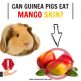 Can Guinea Pigs Eat Mango Skin? - Guinea Pig Tube