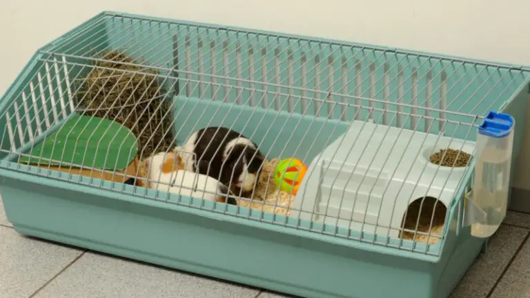 How to Clean a Guinea Pig Cage? | A Step-by-Step Guide - Guinea Pig Tube