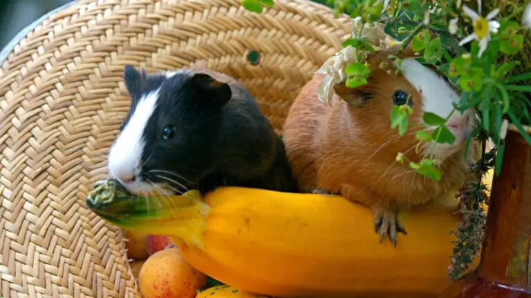 Guinea Pigs Scurvy | Vitamin C Deficiency in Guinea Pig (Symptoms and ...