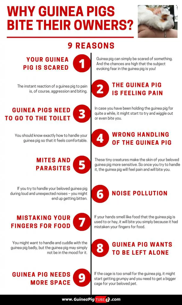 9 Reasons Why Guinea Pigs Bite Their Owners - Guinea Pig Tube 9 Reasons Why Guinea Pigs Bite Their Owners - Guinea Pig Tube