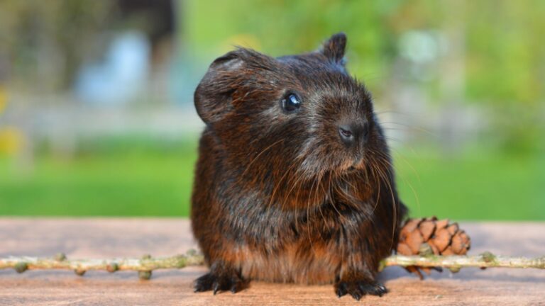What Do Guinea Pigs Look Like? | Physical Characteristics - Guinea Pig Tube