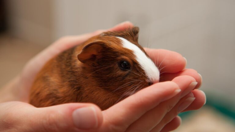 Do Guinea Pigs Bite? | Reasons, Prevention Guide & More - Guinea Pig Tube