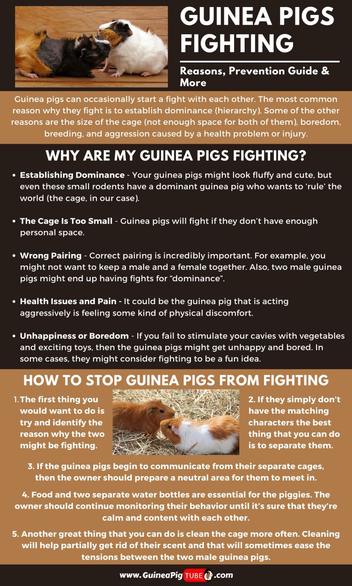 Why Do My Two Male Dogs Keep Fighting