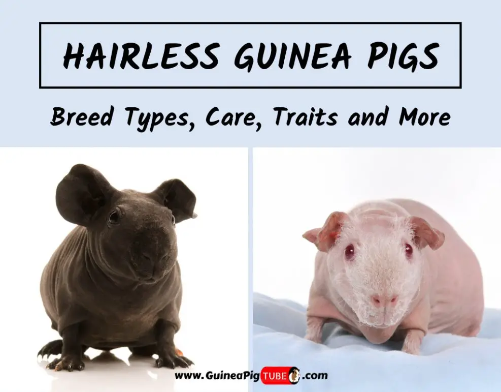 Boy Guinea Pig Names (500+ Cute, Cool, Funny & Unique Names) - Guinea ...